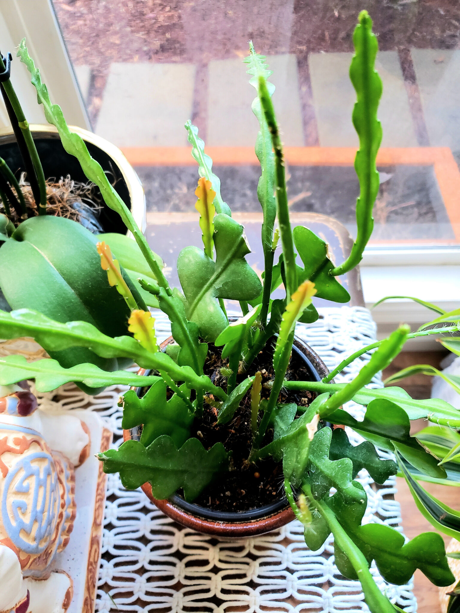 4 easy steps for happy house plants – twelveOeight